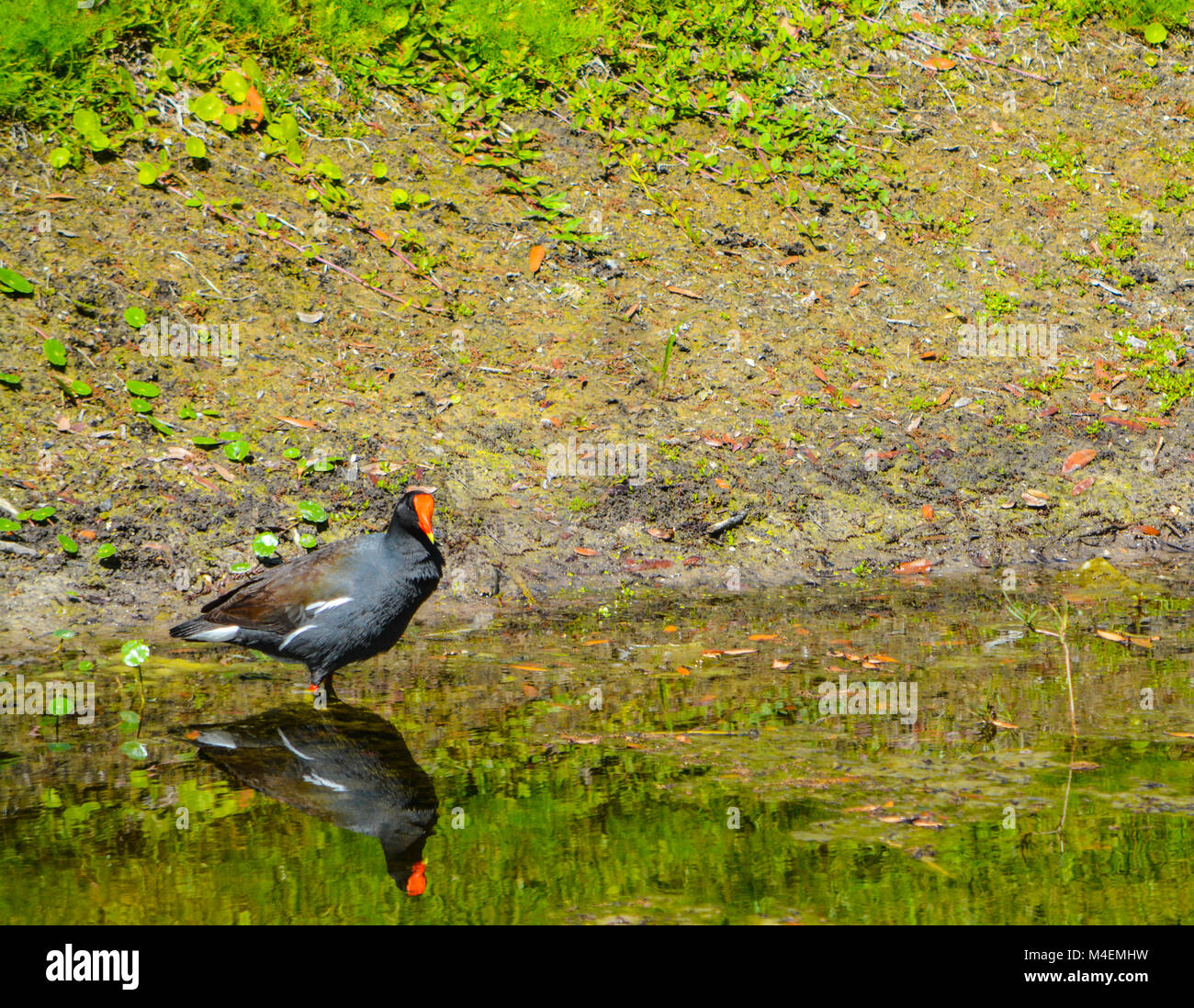 Common gallinule swimming hi-res stock photography and images - Alamy