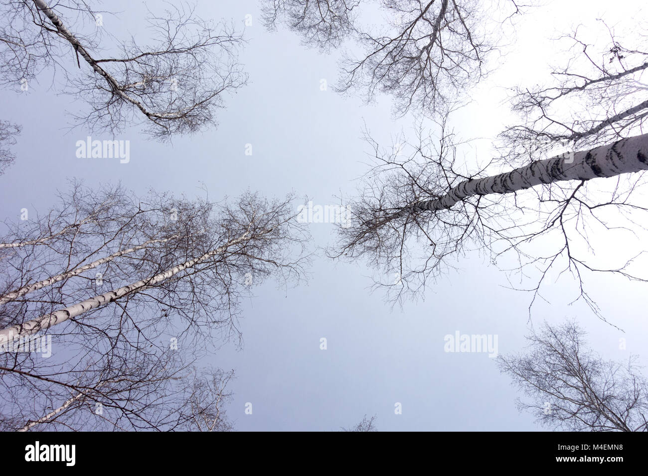 Trees against sky hi-res stock photography and images - Alamy