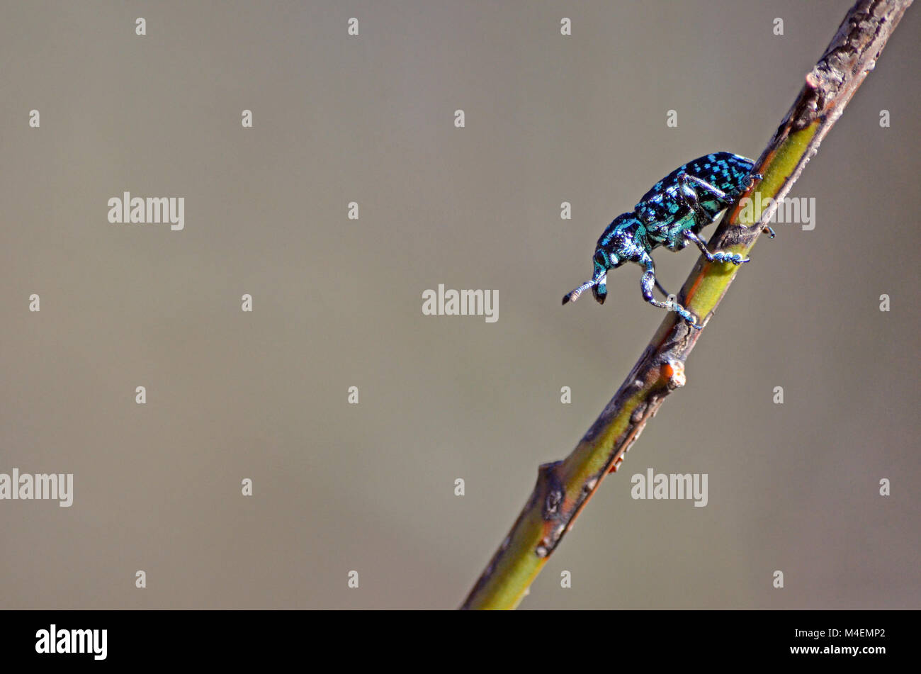 Blue and black Botany Bay Weevil, Chrysolopus spectabilis, on an Acacia ...