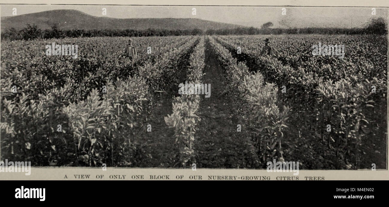 This 1900 annual catalogue from San Dimas Nurseries lists citrus fruit ...