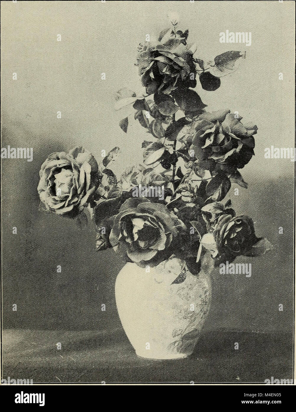 Annual catalogue of field grown roses on own roots - open ground ...