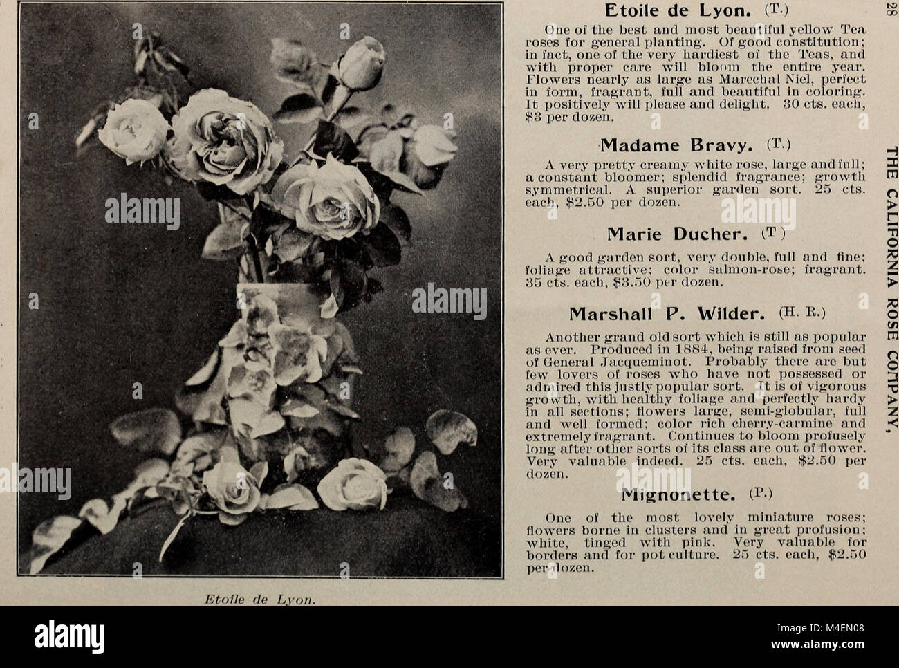 Annual catalogue of field grown roses on own roots - open ground ...