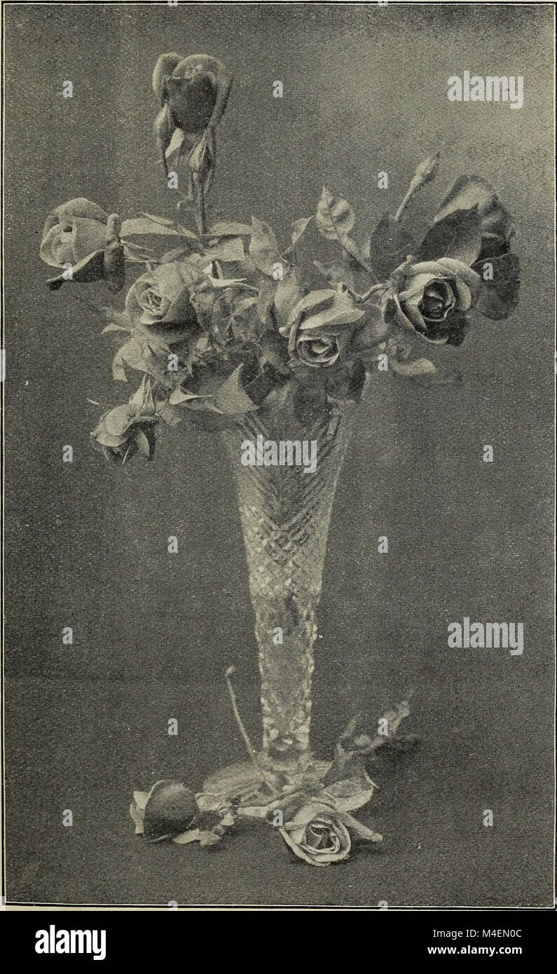 Annual catalogue of field grown roses on own roots - open ground ...