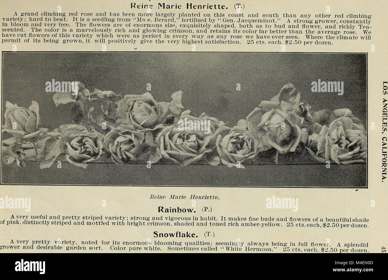 Annual catalogue of field grown roses on own roots - open ground ...