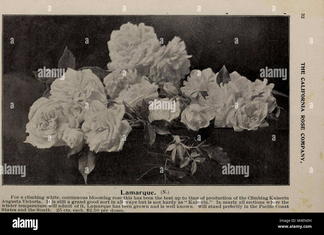 Annual catalogue of field grown roses on own roots - open ground ...