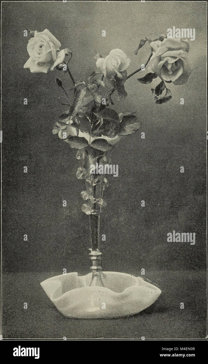 The *Annual Catalogue of Field Grown Roses* (1899) lists rose varieties ...
