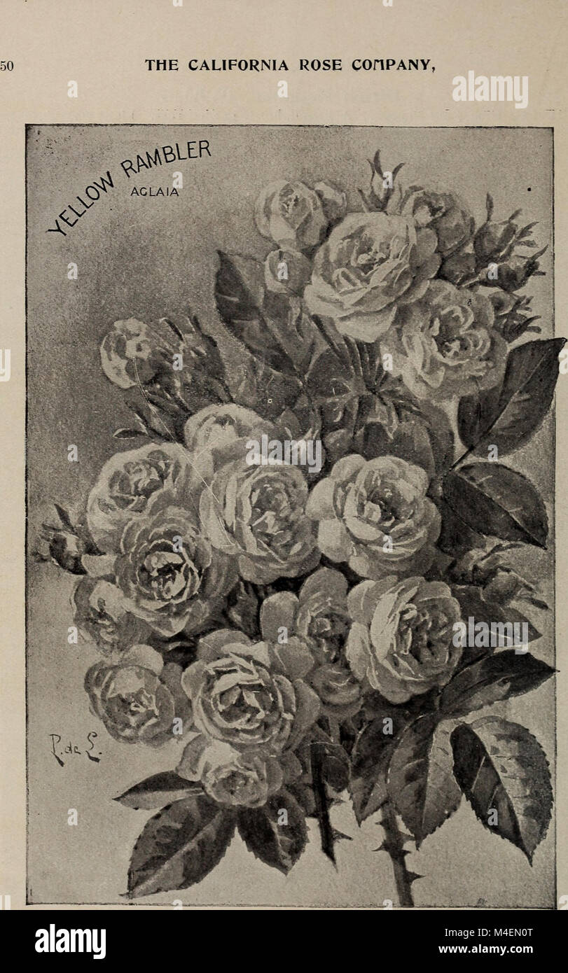 The 1899 catalog provides a list of field-grown roses cultivated in ...