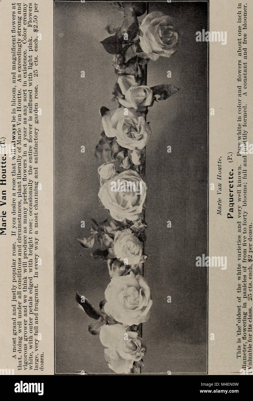 This 1899 catalogue lists various varieties of field-grown roses ...