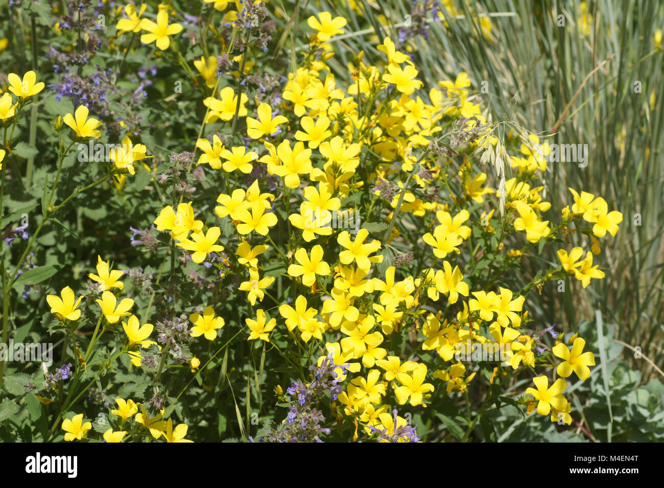 Linum flavum, yellow flax Stock Photo - Alamy