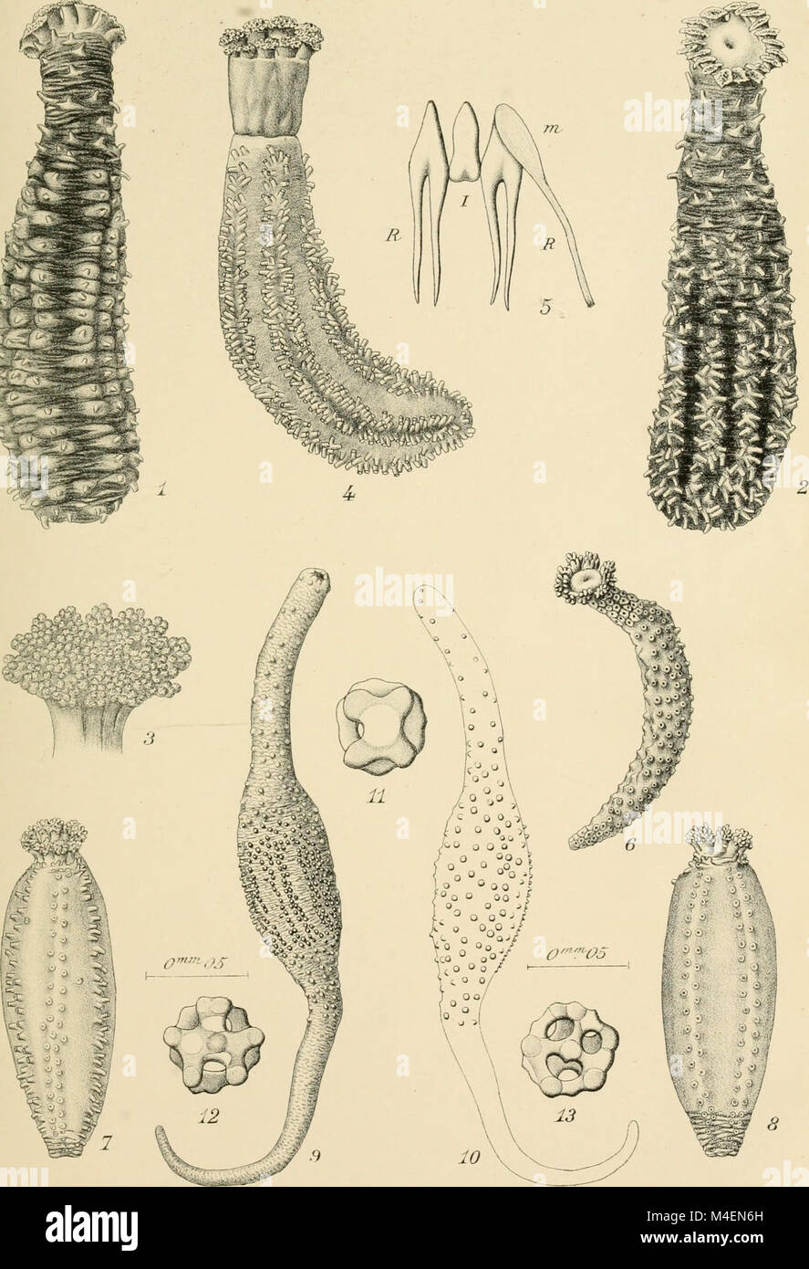 The 1905 edition of 'Annales des sciences naturelles' includes research ...