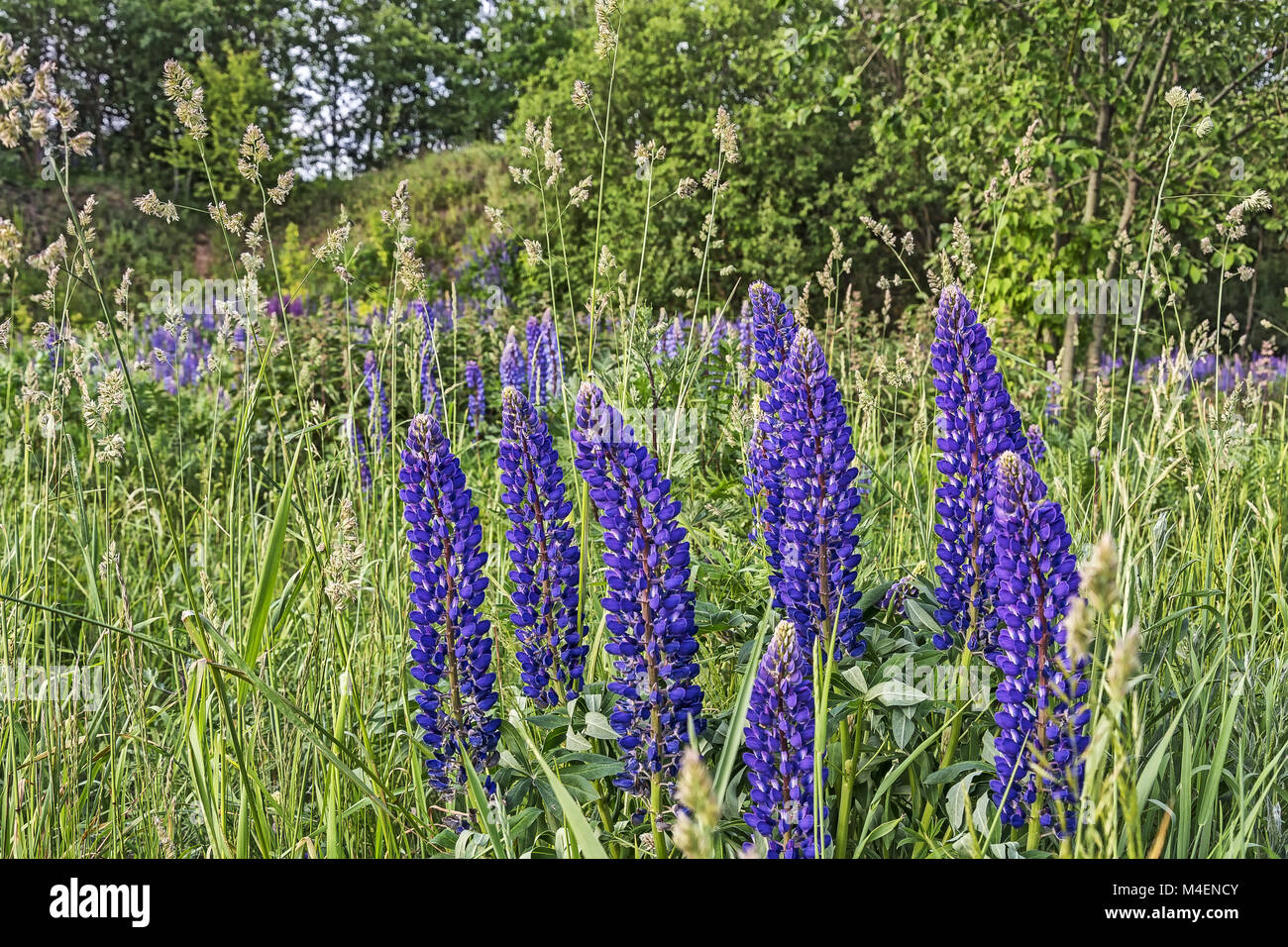 Among the grass grow blue lupine flowers Stock Photo - Alamy