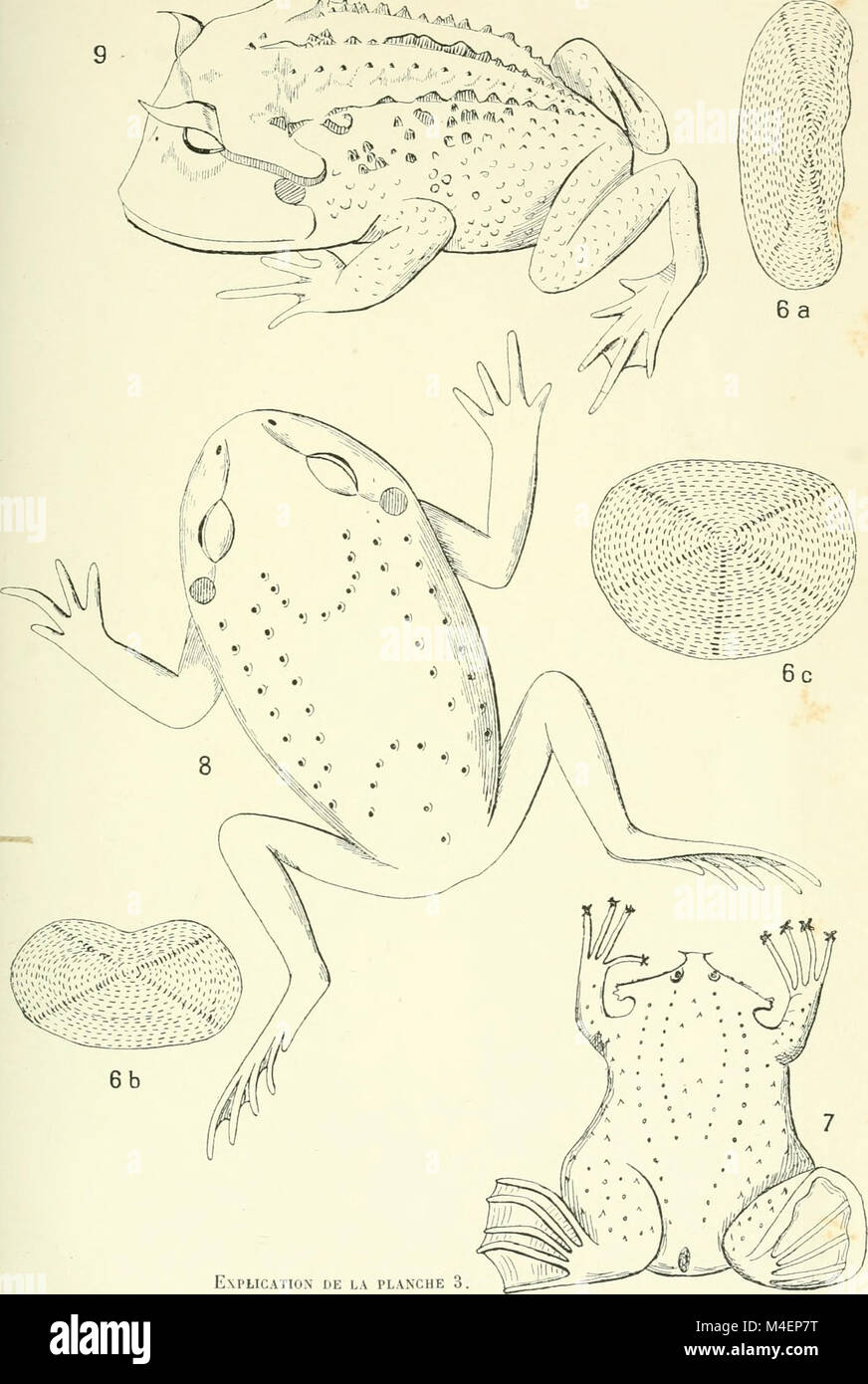 The 'Annales des Sciences Naturelles' (1910) is a French scientific ...