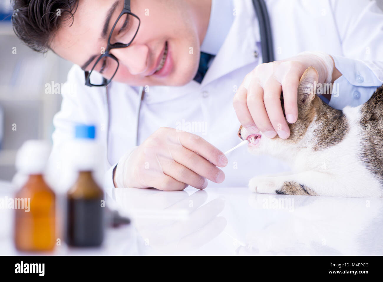 Cat visiting vet for regular check up Stock Photo - Alamy