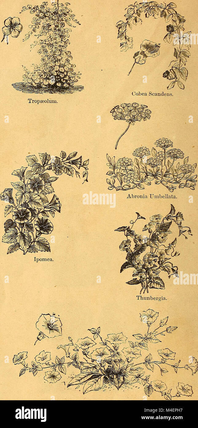 The January 1880 catalog offers a comprehensive list of vegetable and ...