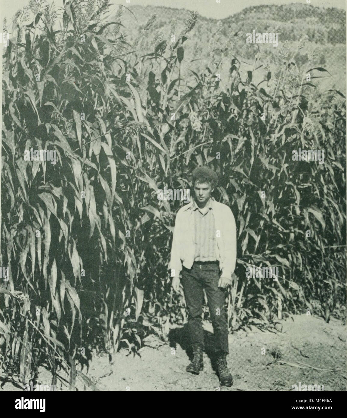 Annual forage crops for the southern interior of British Columbia (1976 ...