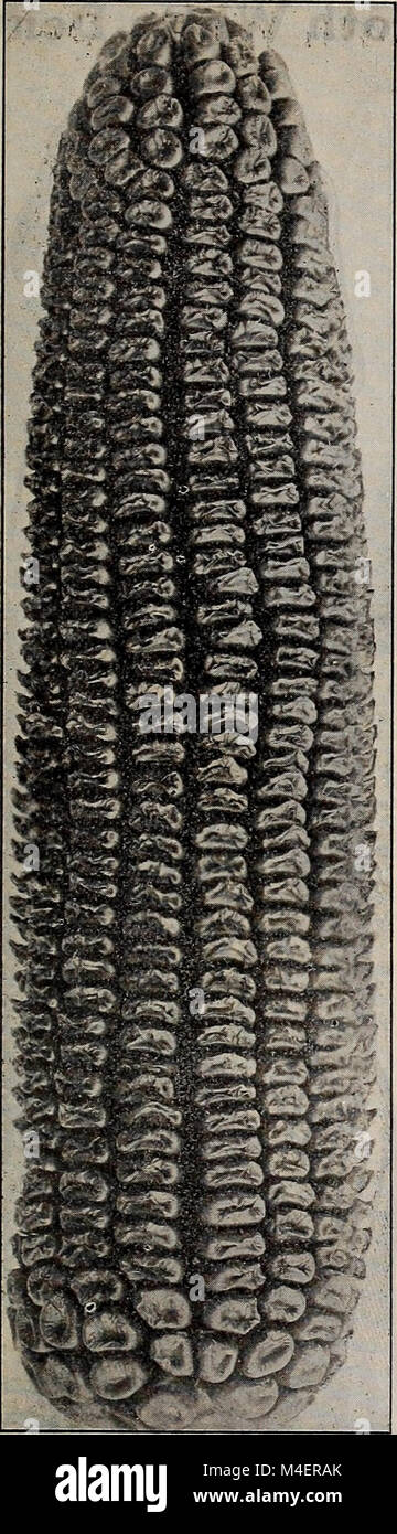 The *Annual of True Blue Seeds* (1905) is a catalog featuring various ...