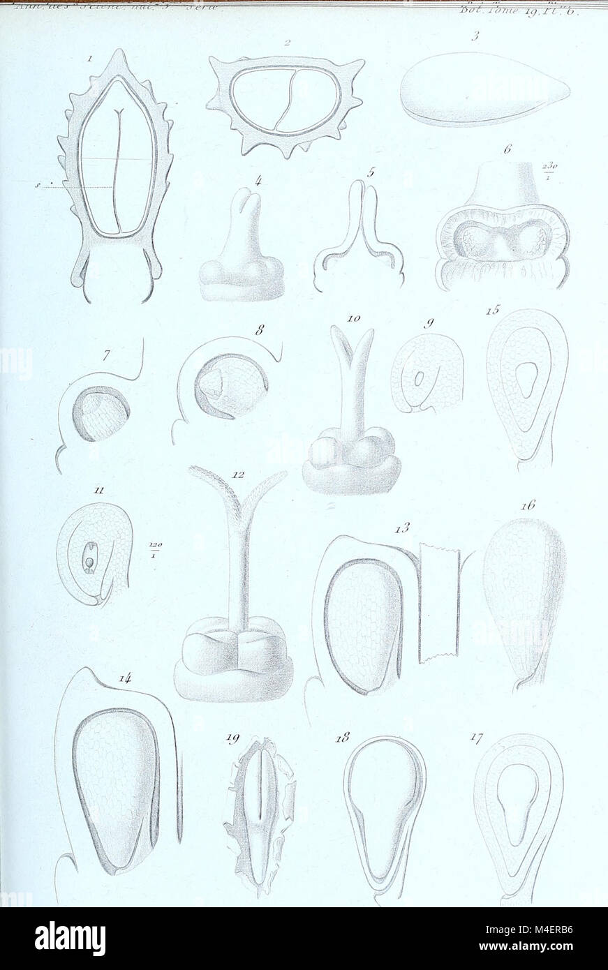 'Annales des Sciences Naturelles Botaniques' is a French scientific ...