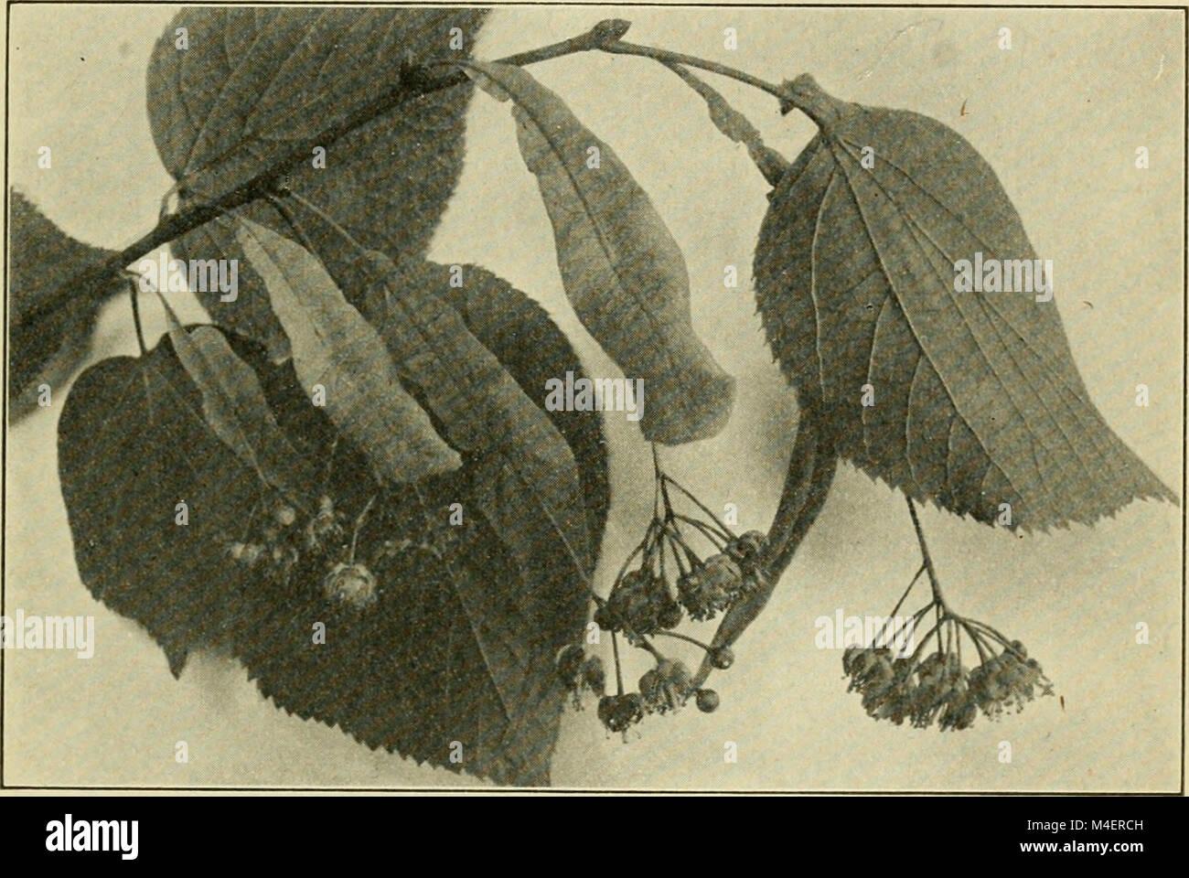 This 1914 program outlines Arbor Day activities in Rhode Island schools ...