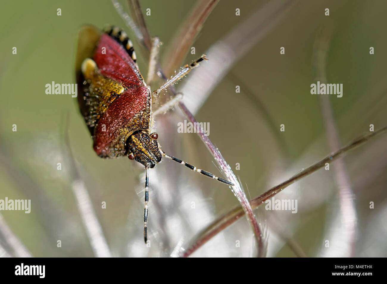 Chinch bug hi-res stock photography and images - Alamy