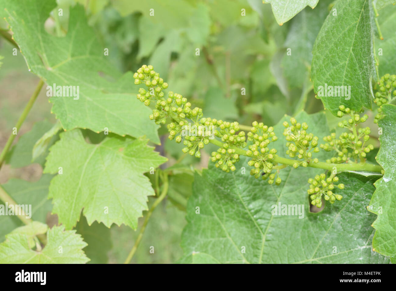 Young grape shoots vineyard hi-res stock photography and images - Alamy