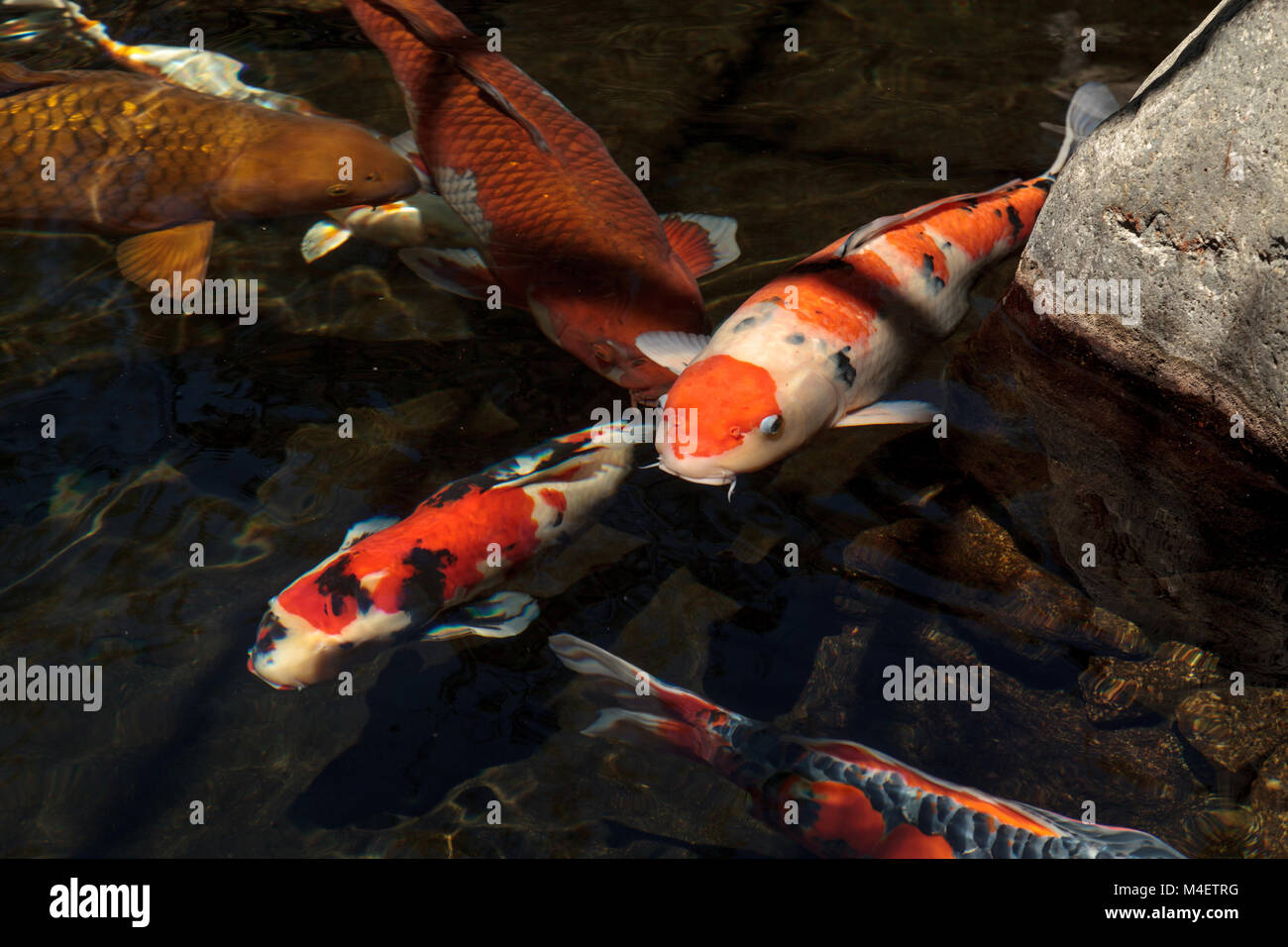 Koi fish, Cyprinus carpio haematopterus Stock Photo - Alamy