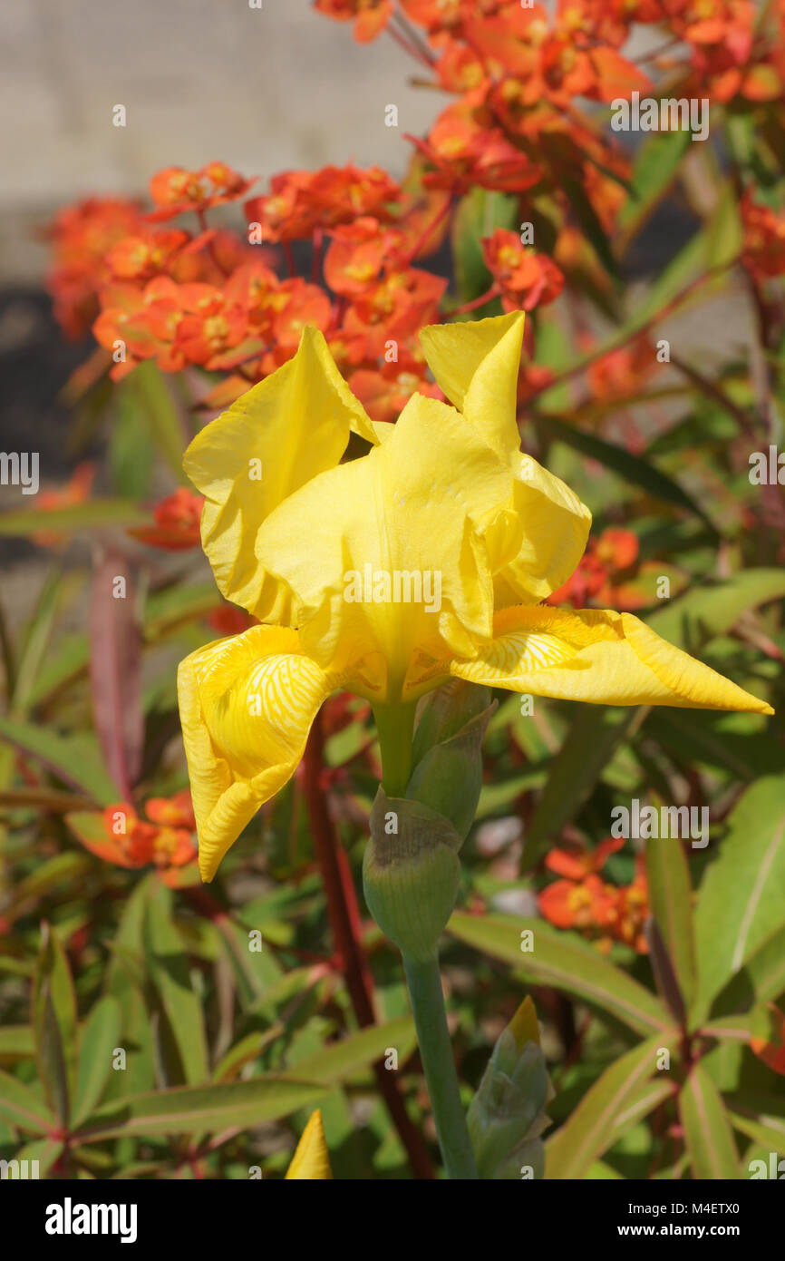Iris Barbata-Elatior Ola Kala, Tall Bearded Iris Stock Photo - Alamy
