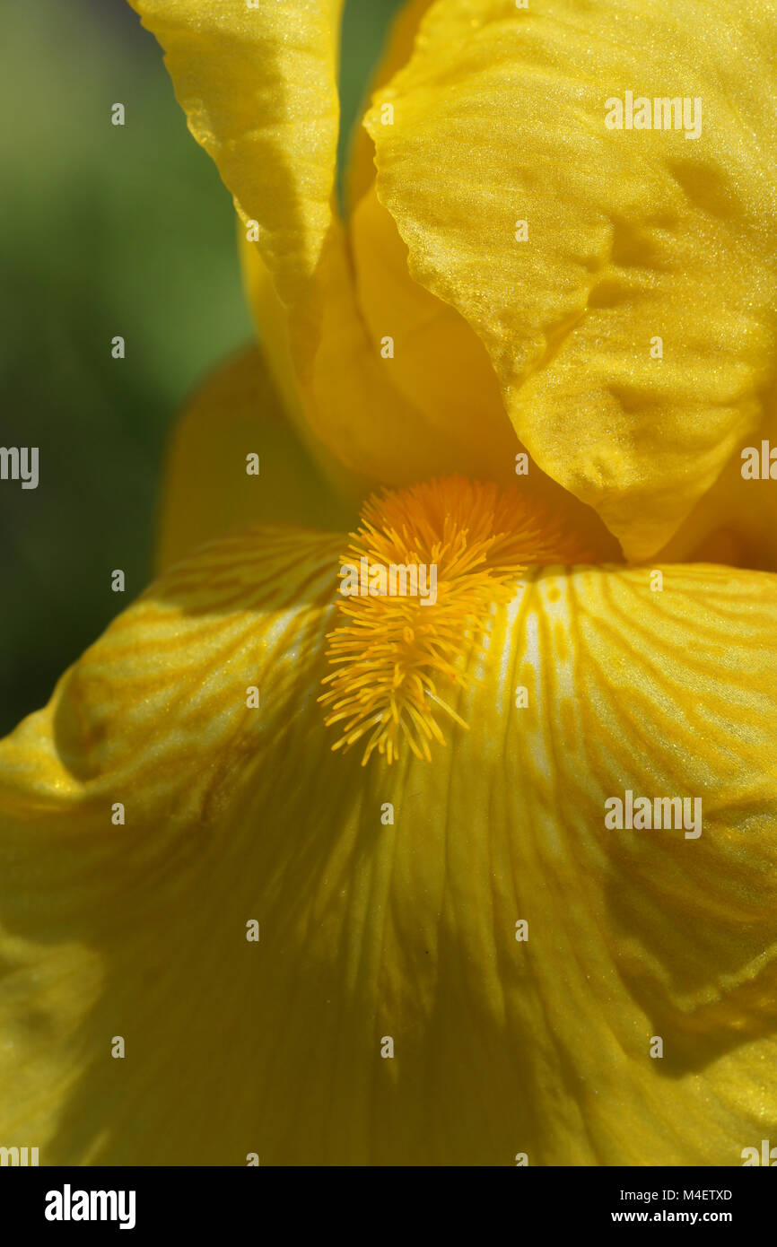 Iris Barbata-Elatior Ola Kala, Tall Bearded Iris Stock Photo - Alamy