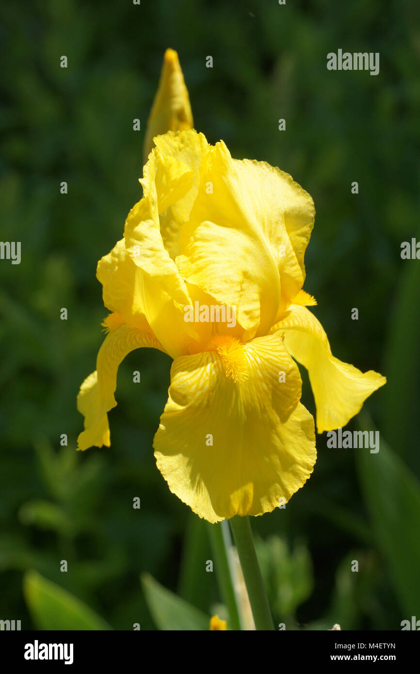 Iris Barbata-Elatior Ola Kala, Tall Bearded Iris Stock Photo - Alamy