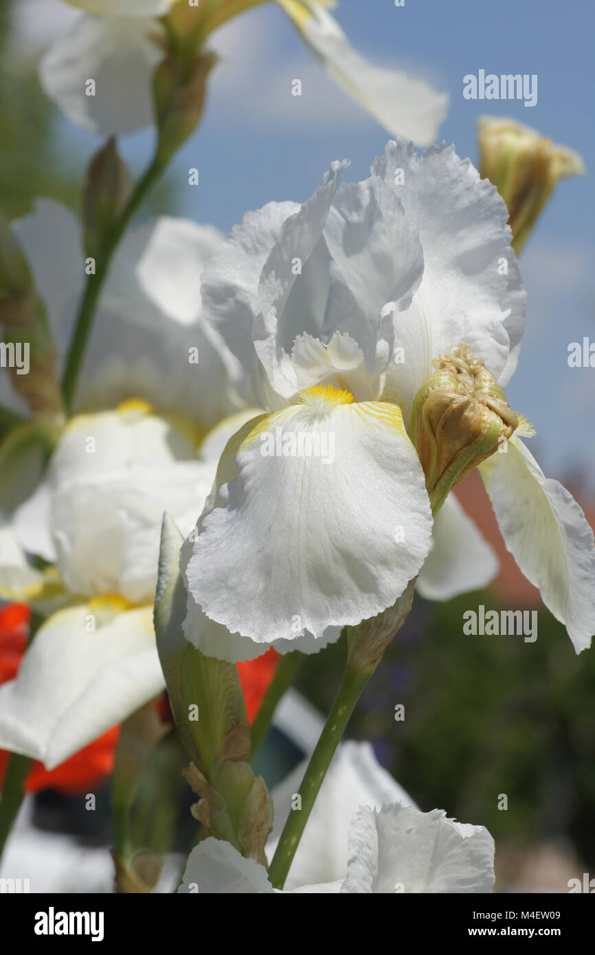 Iris Barbata-Elatior Lugano, Tall Bearded Iris Stock Photo - Alamy