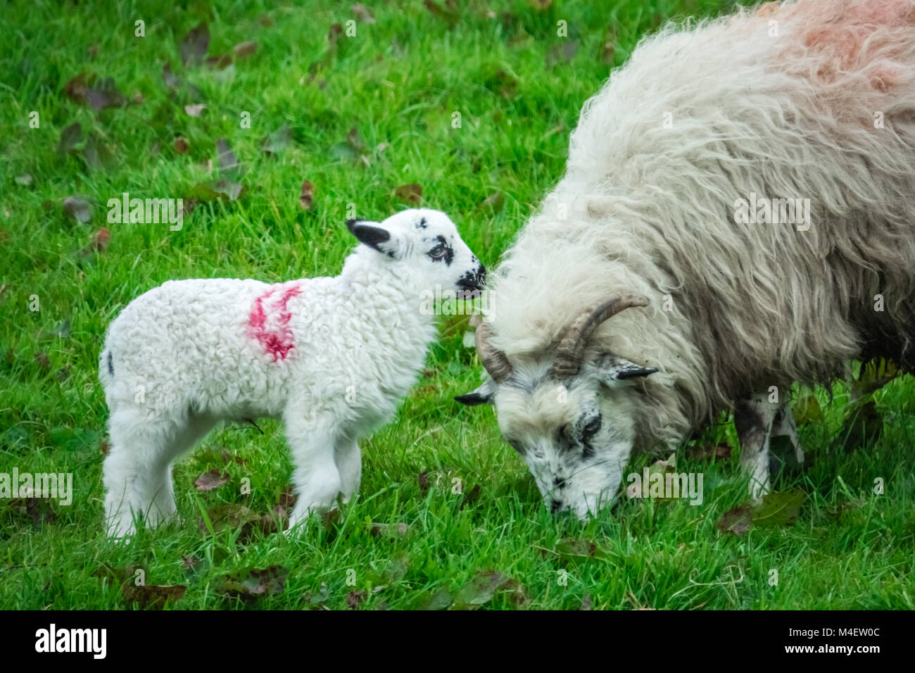 Mother and baby sheep grazing in the irish countryside Stock Photo - Alamy