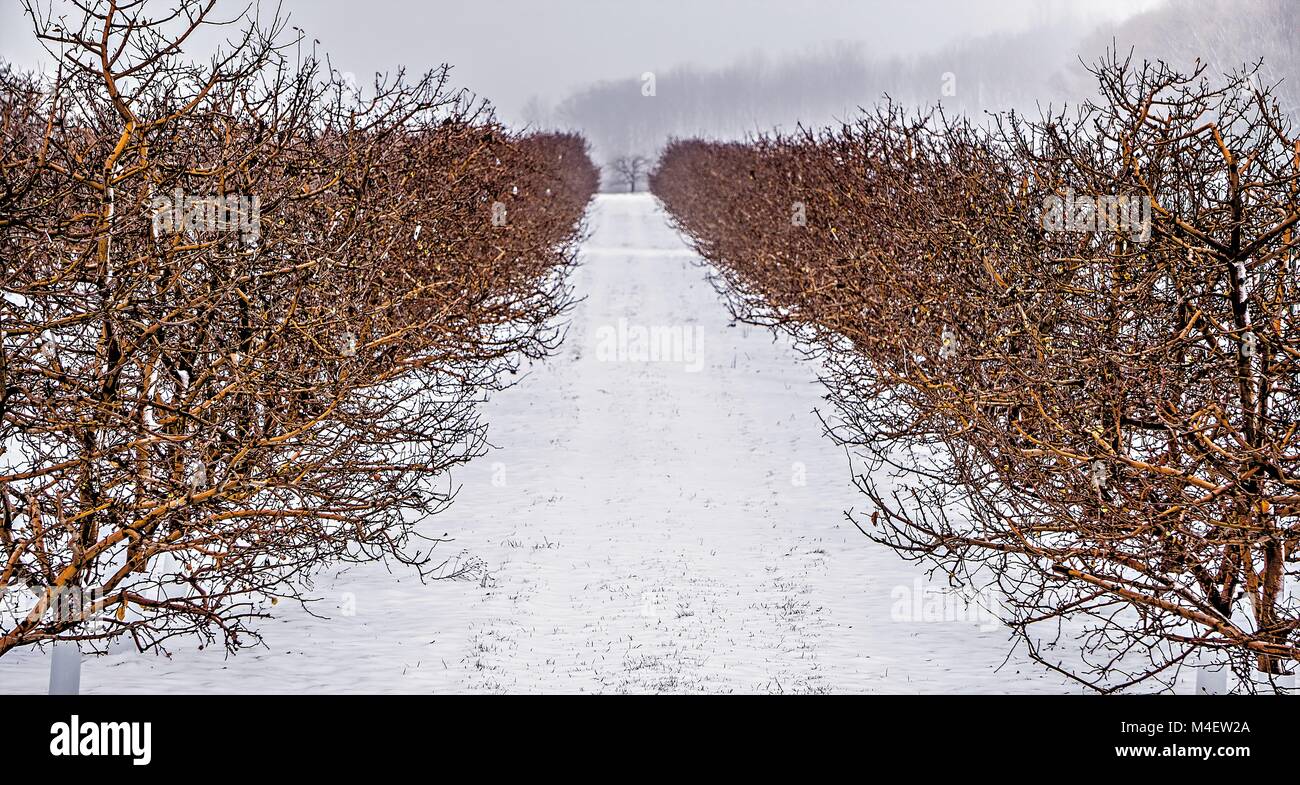 Roadside trees hi-res stock photography and images - Alamy