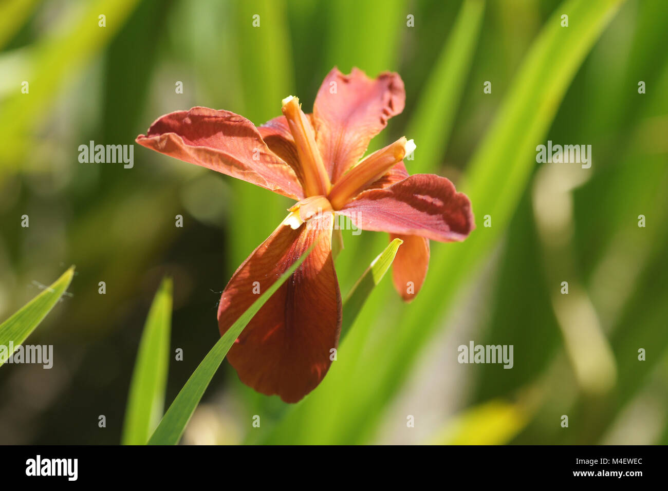 Iris fulva, Copper-Iris Stock Photo - Alamy