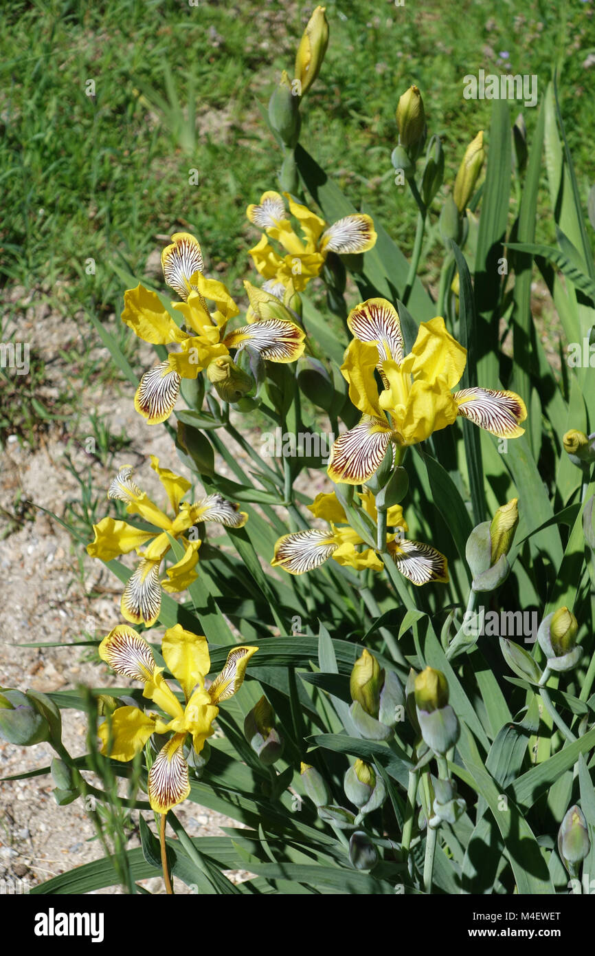 Iris variegata, Hungarian Iris Stock Photo - Alamy