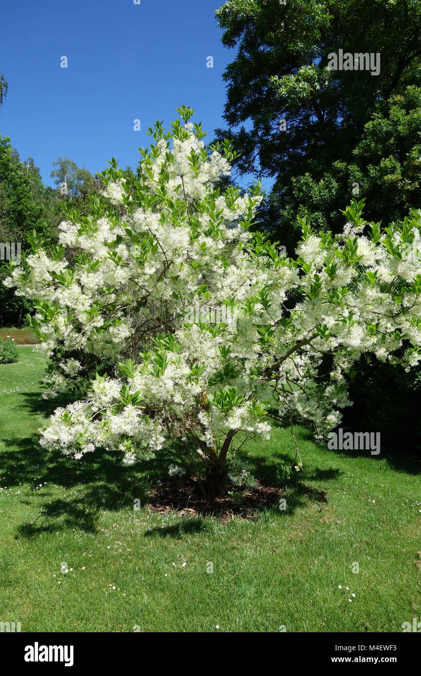 Chionanthus virginicus, White Fringtree Stock Photo - Alamy