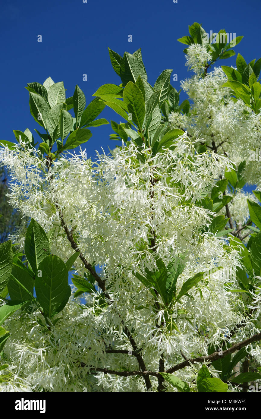 Chionanthus virginicus, White Fringtree Stock Photo - Alamy