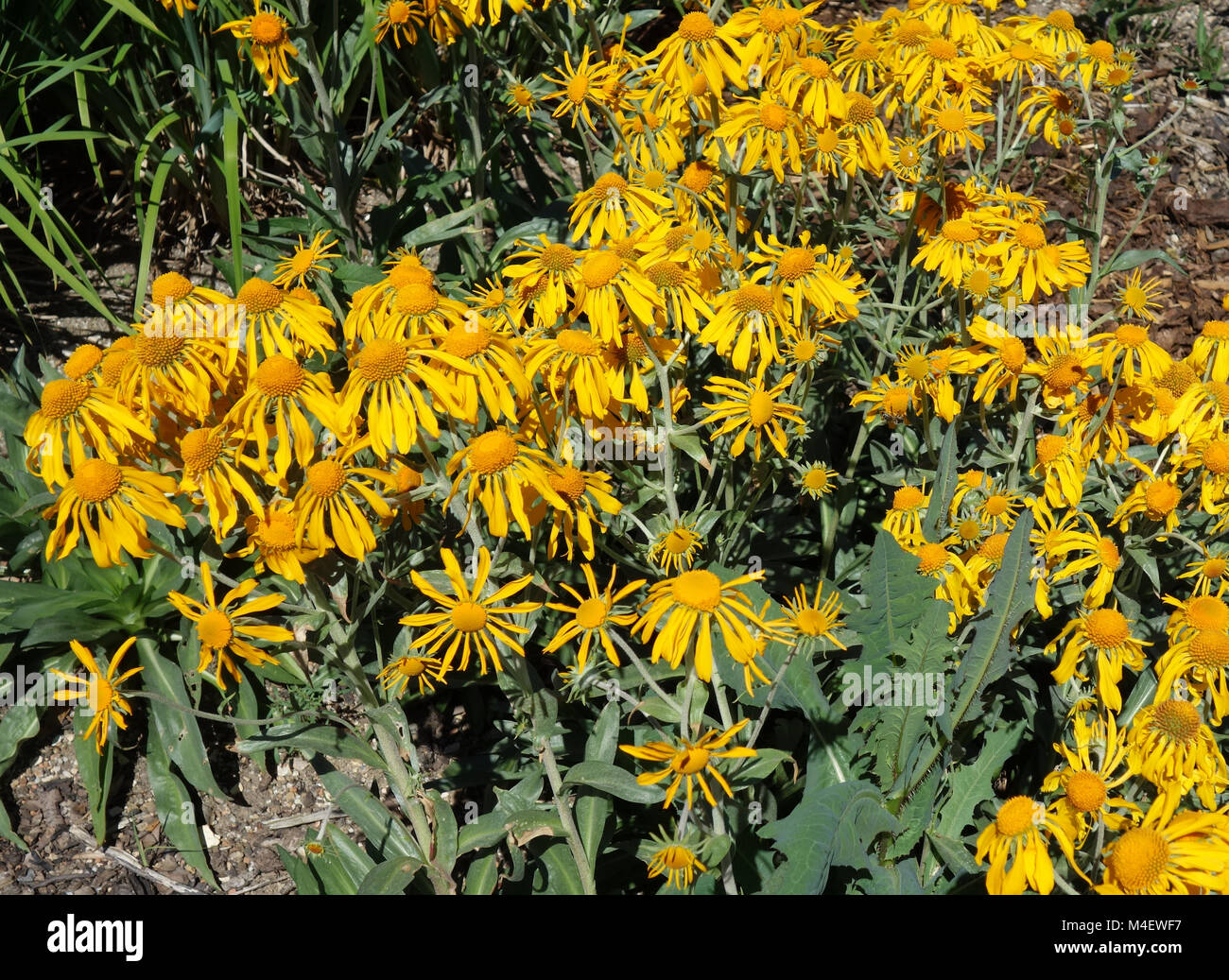 Hymenoxys hi-res stock photography and images - Alamy