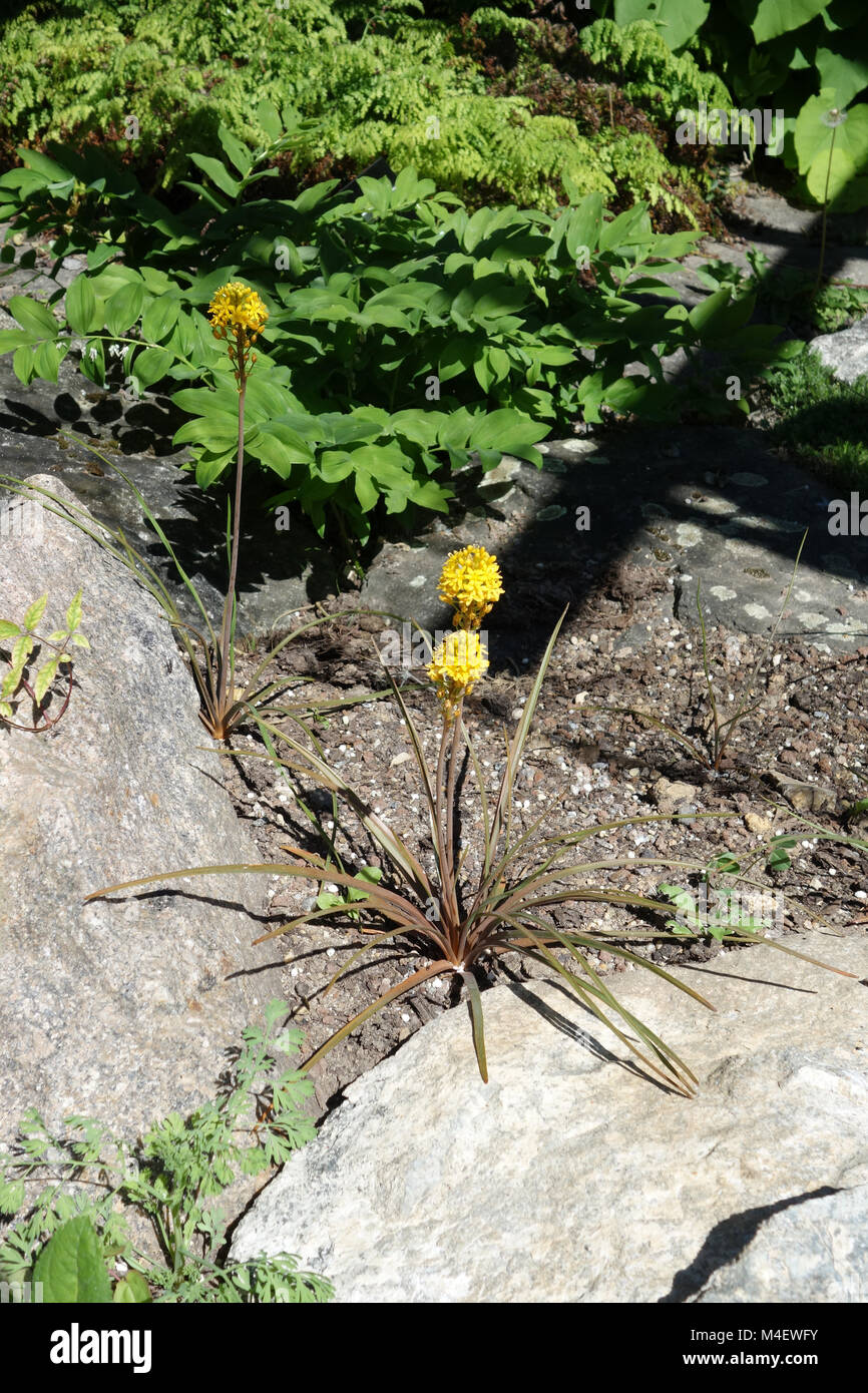 Bulbinella hi-res stock photography and images - Alamy