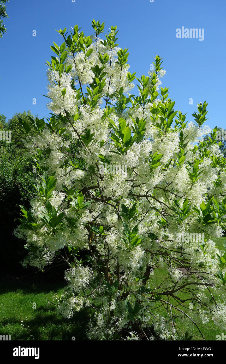 Chionanthus virginicus, White Fringtree Stock Photo - Alamy