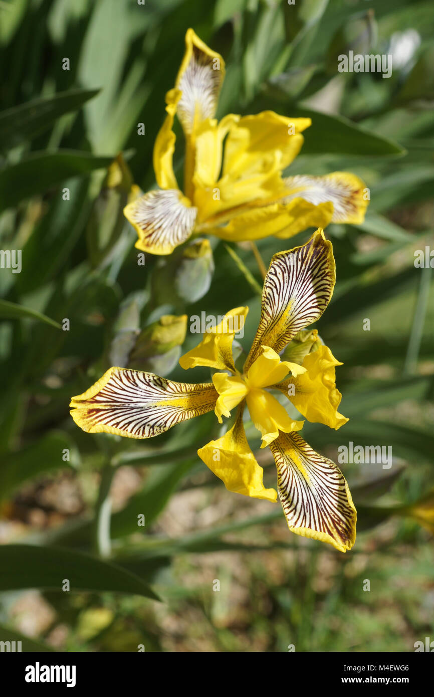 Iris variegata, Hungarian Iris Stock Photo - Alamy