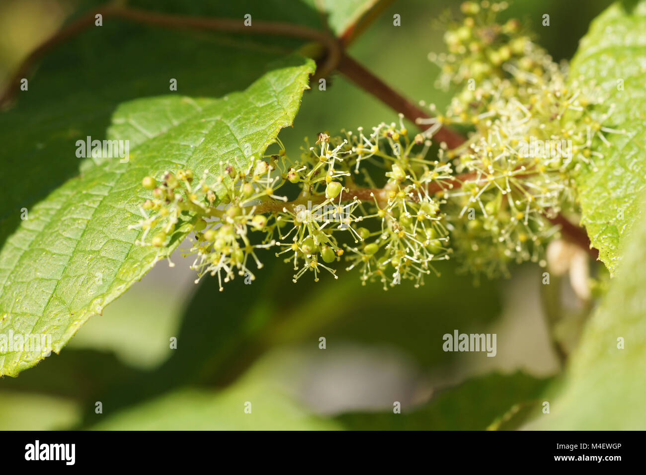 Grape vine blossom hi-res stock photography and images - Alamy