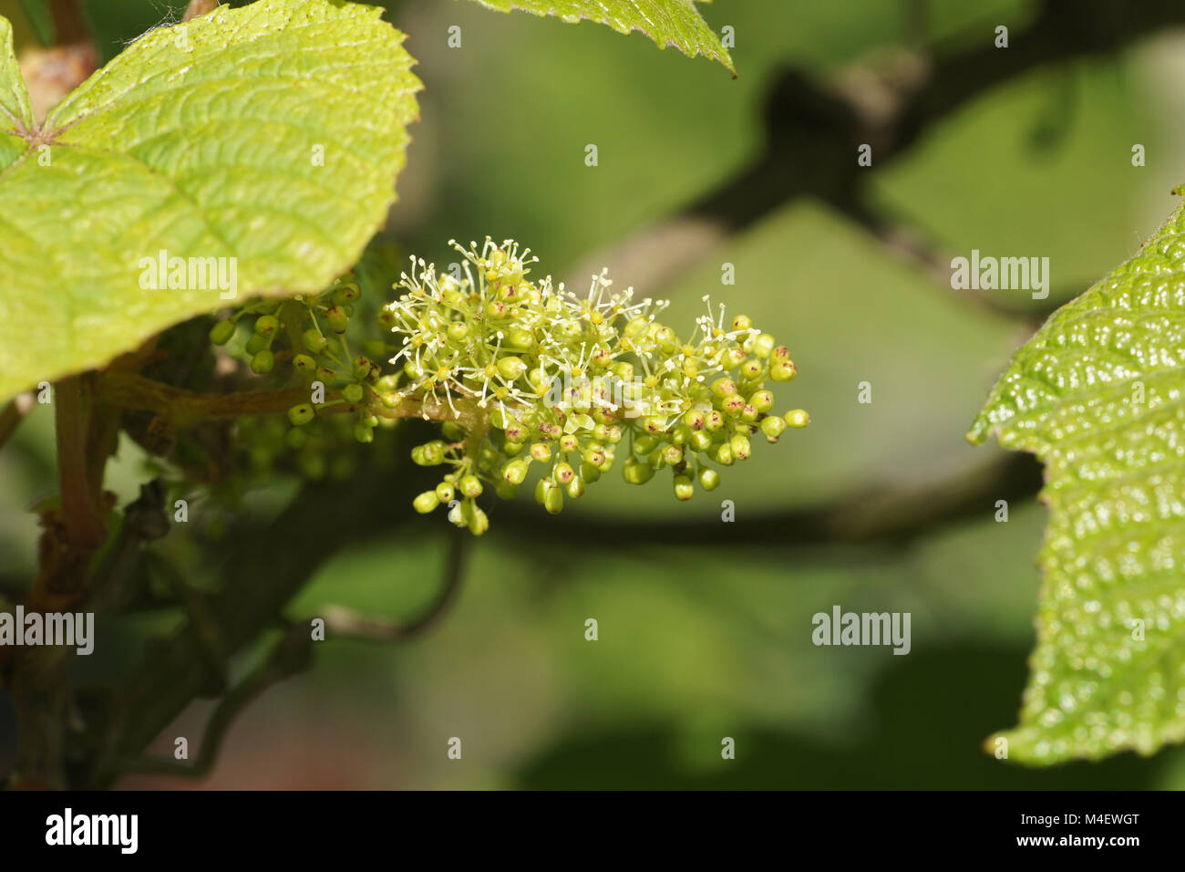 Grape vine blossom hi-res stock photography and images - Alamy