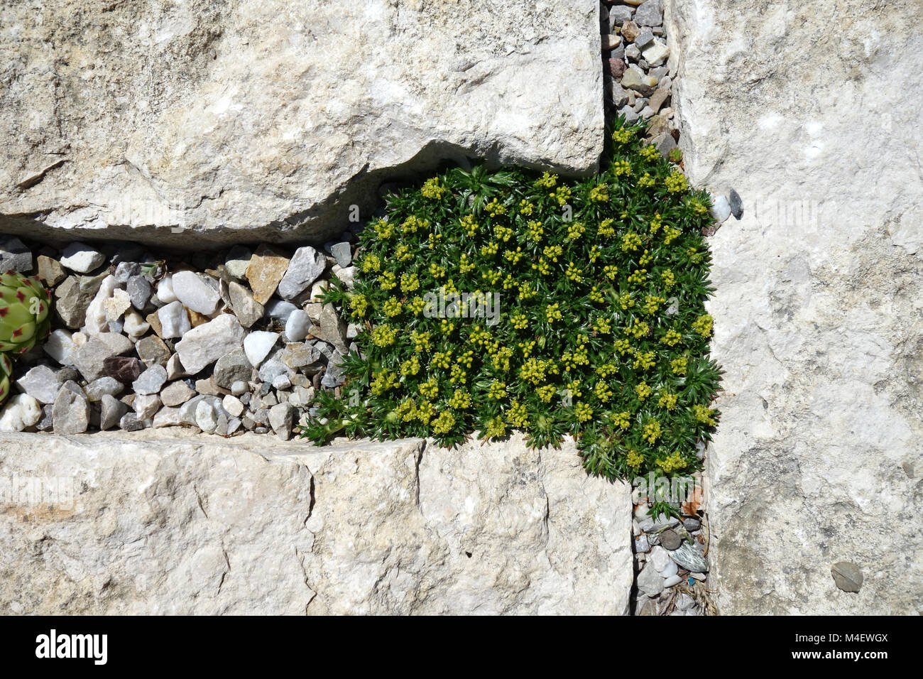 Azorella compacta hi-res stock photography and images - Alamy