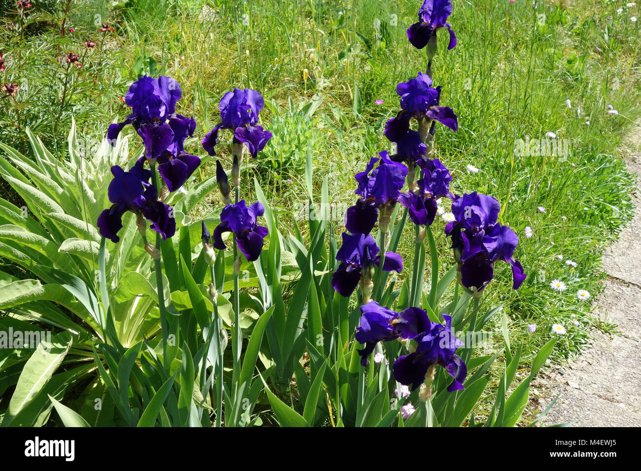 Iris aphylla var. caerulea, Leafless Iris Stock Photo - Alamy