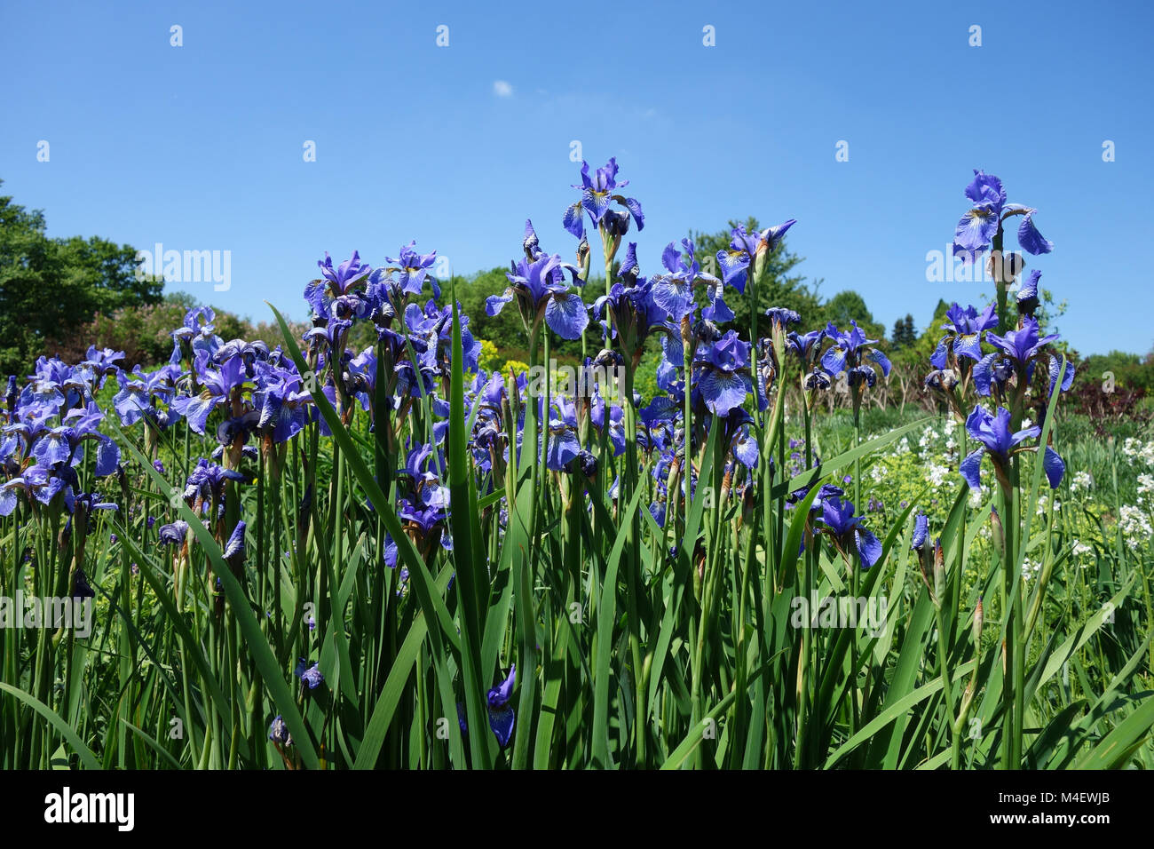 Pygm hi-res stock photography and images - Alamy