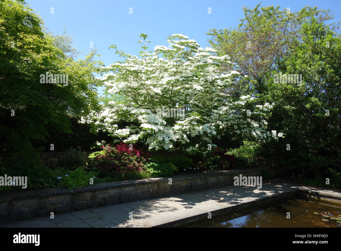 Cornus kousa Venus, Japanese Flowering Dogwood Stock Photo - Alamy