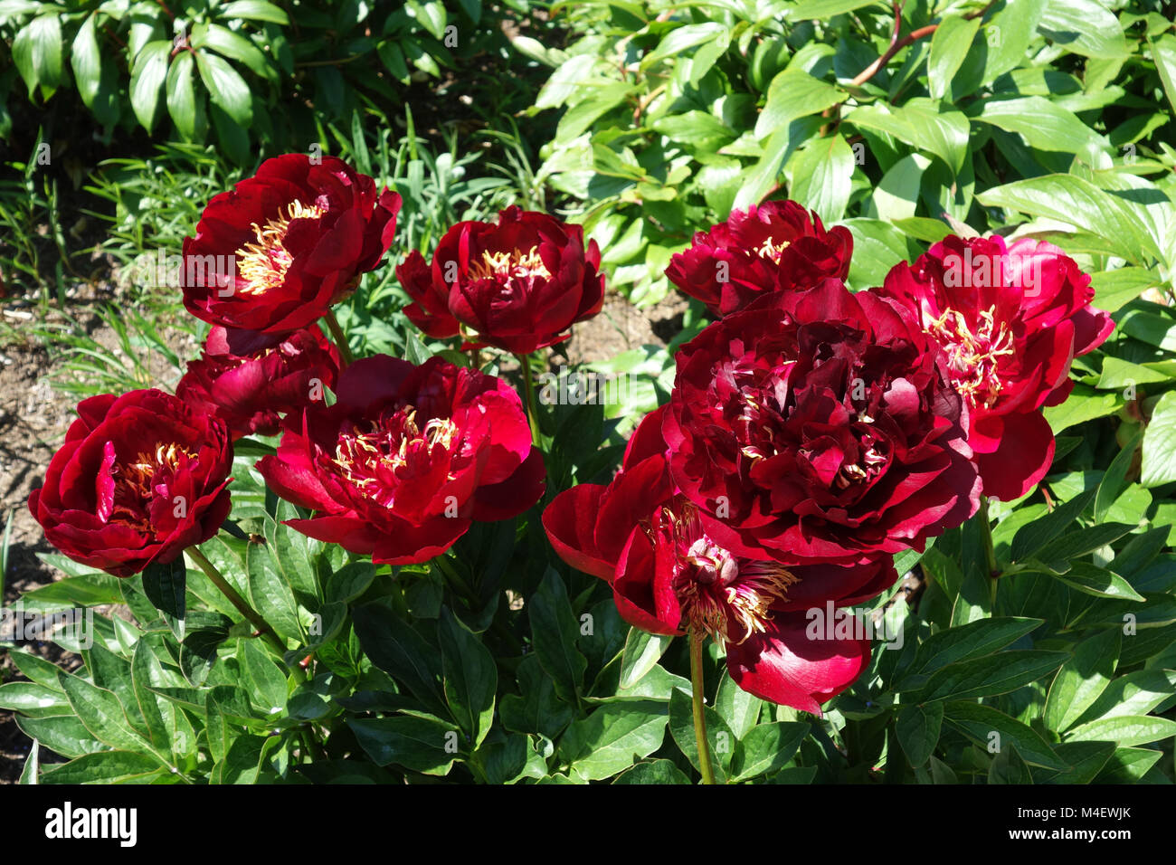 Cytherea hi-res stock photography and images - Alamy