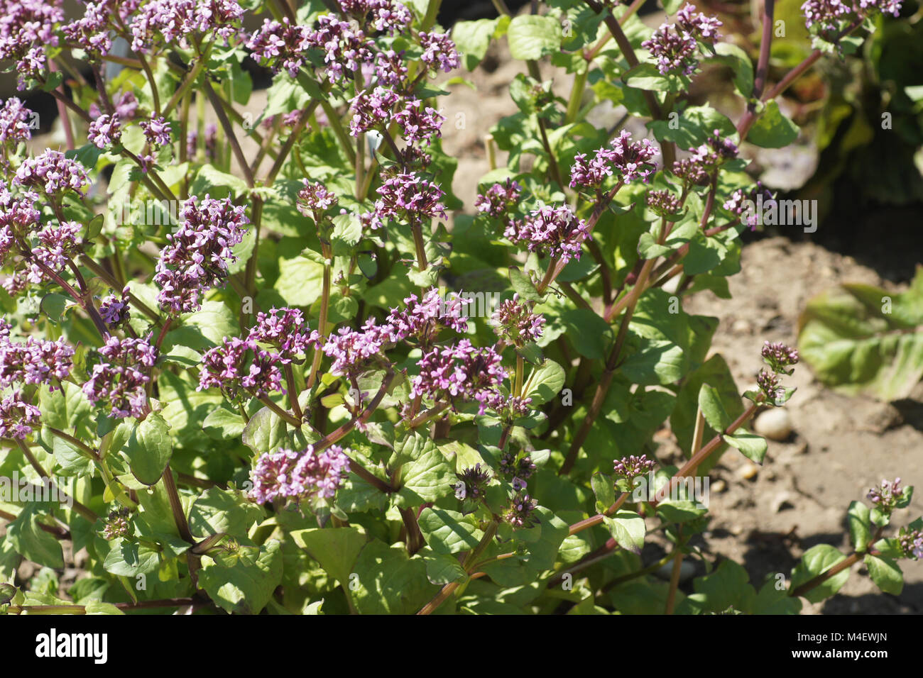 Fedia hi-res stock photography and images - Alamy