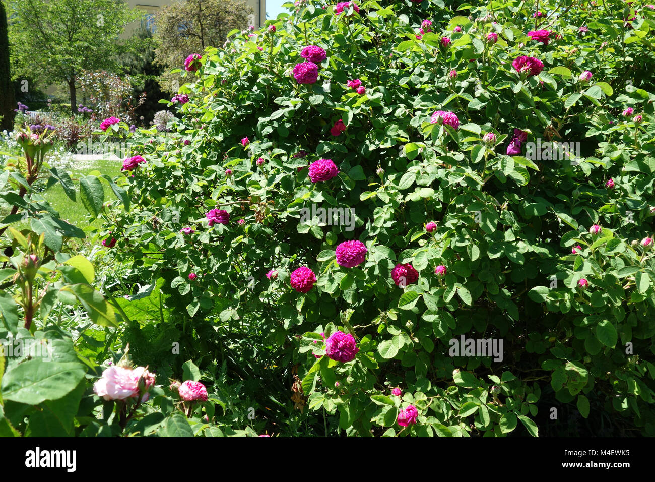 Rose de Resht, Shrub Rose Stock Photo - Alamy