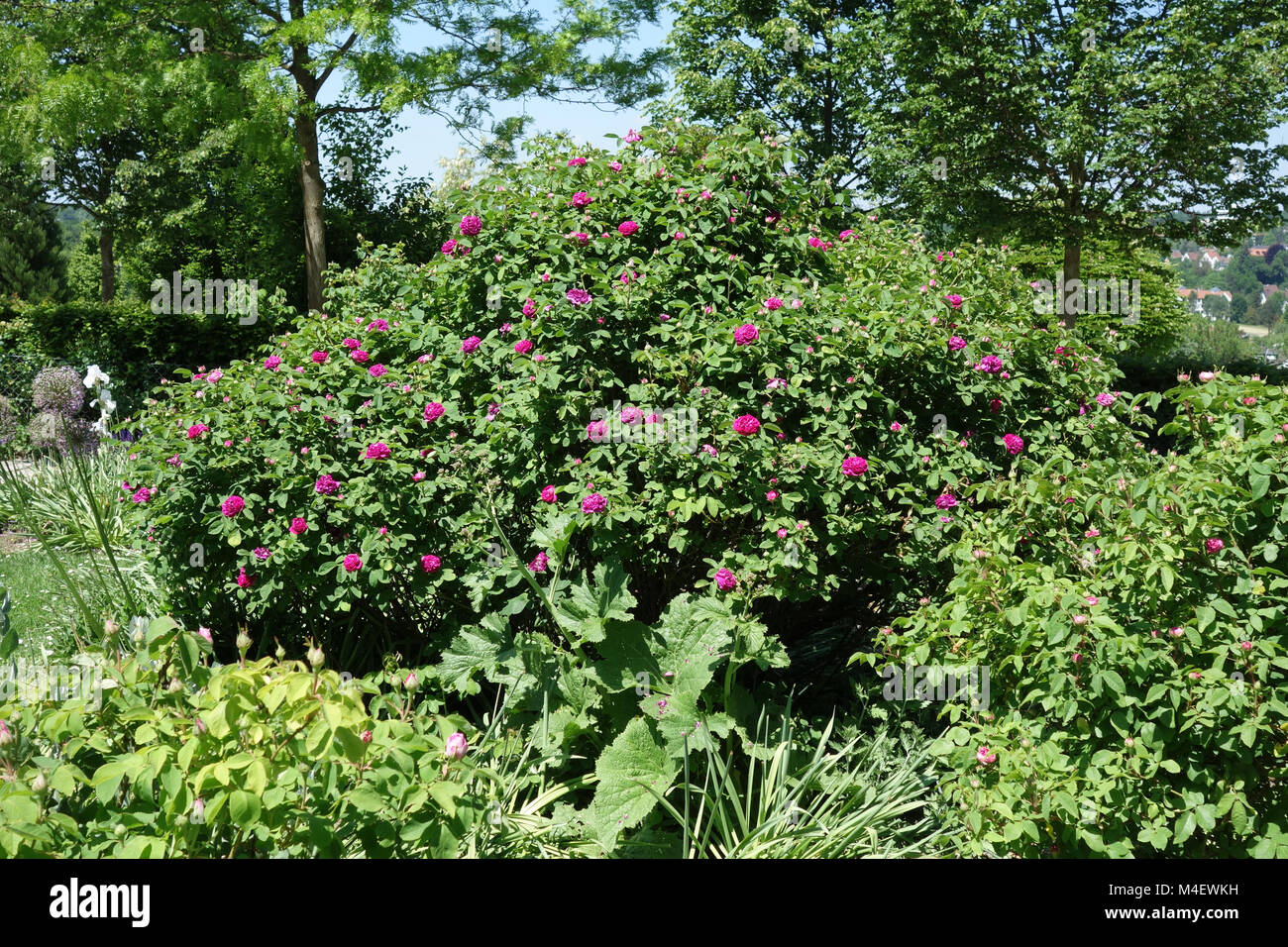 Rose de Resht, Shrub Rose Stock Photo - Alamy