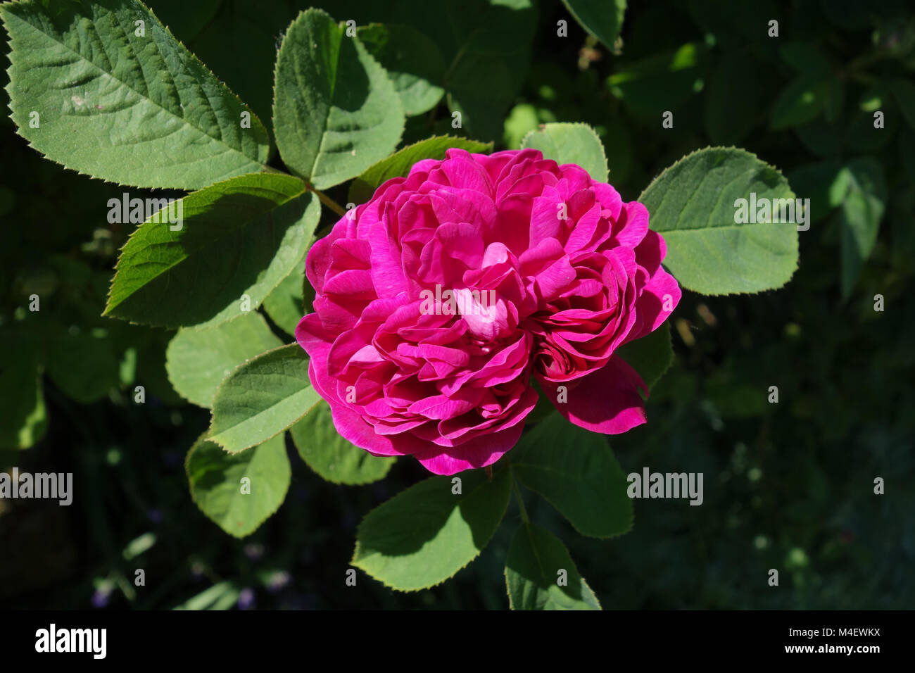 Rose de Resht, Shrub Rose Stock Photo - Alamy